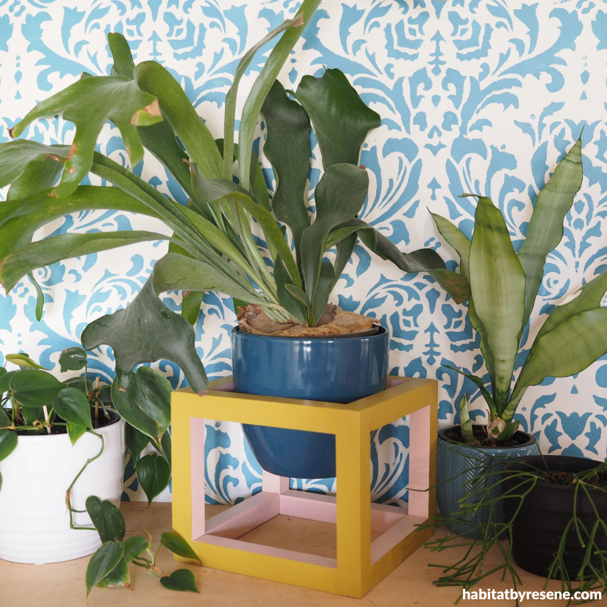 Create a cube plant stand | Habitat by Resene
