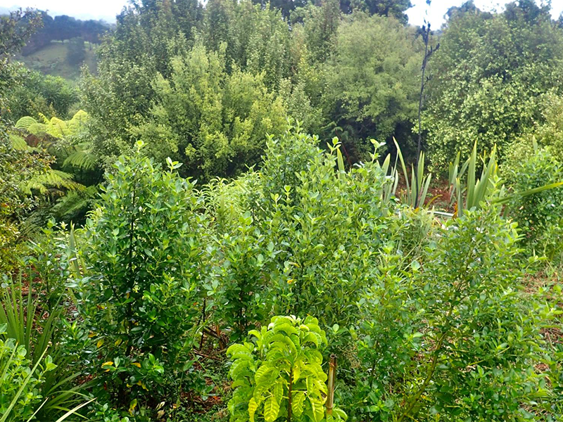 One million native trees planted with Trees That Count | Habitat by Resene