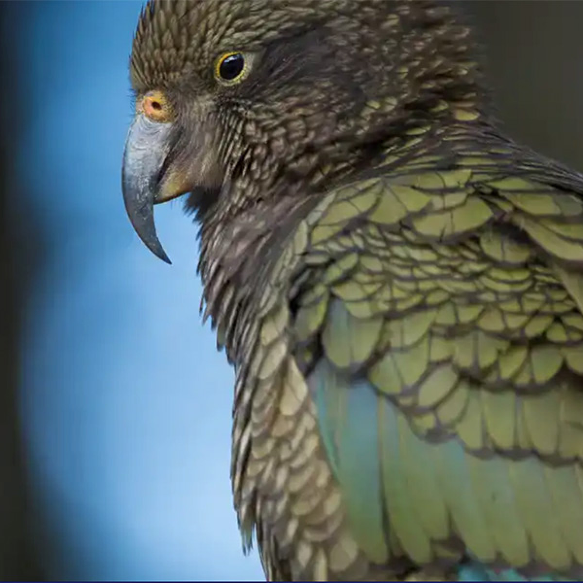 2019 Bird of the Year competition takes off | Habitat by Resene