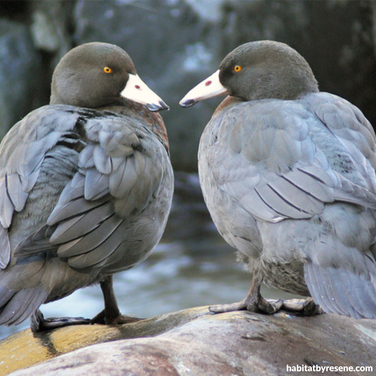 Englefield announces support campaign for the endangered Blue Duck ...