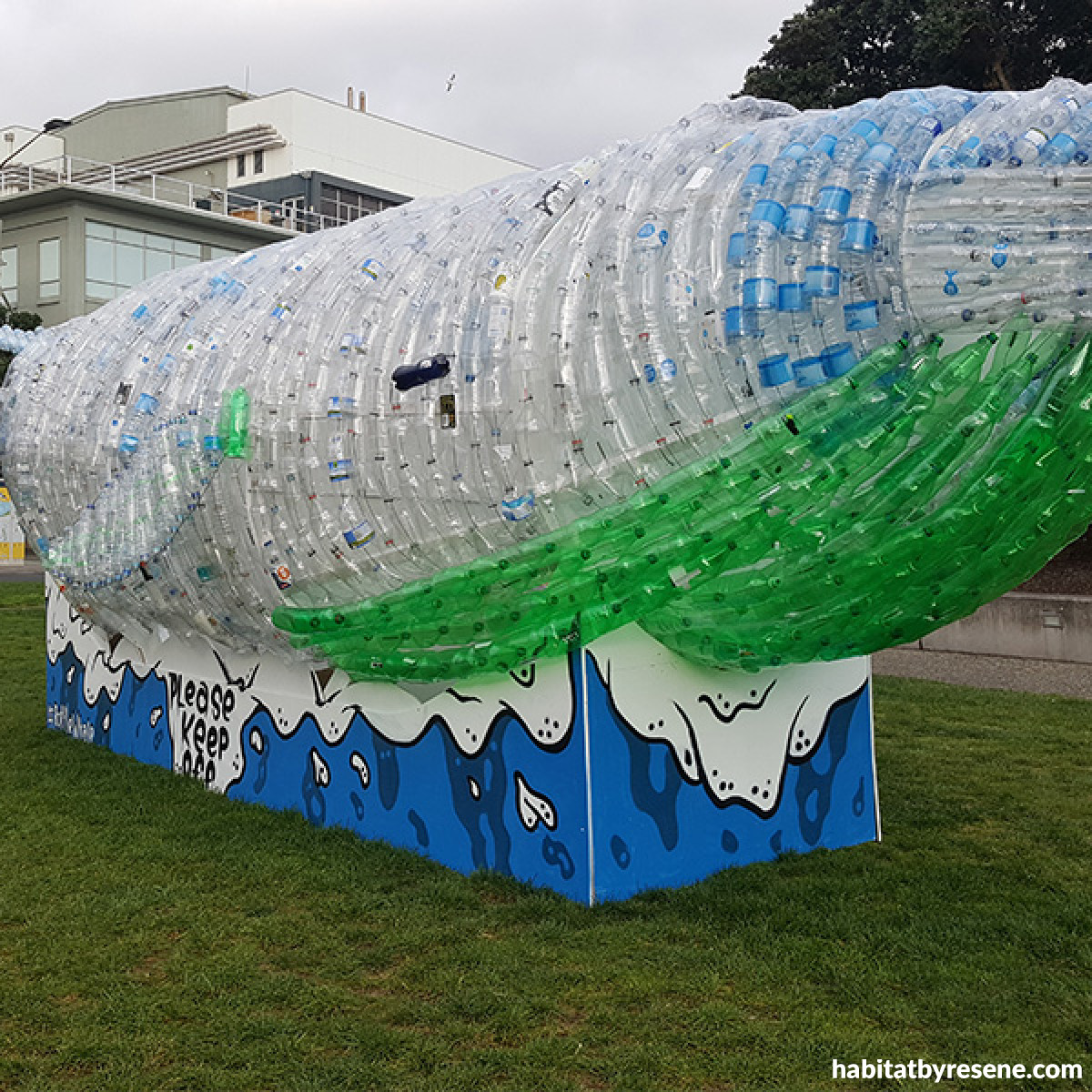 A whale of an awareness project | Habitat by Resene