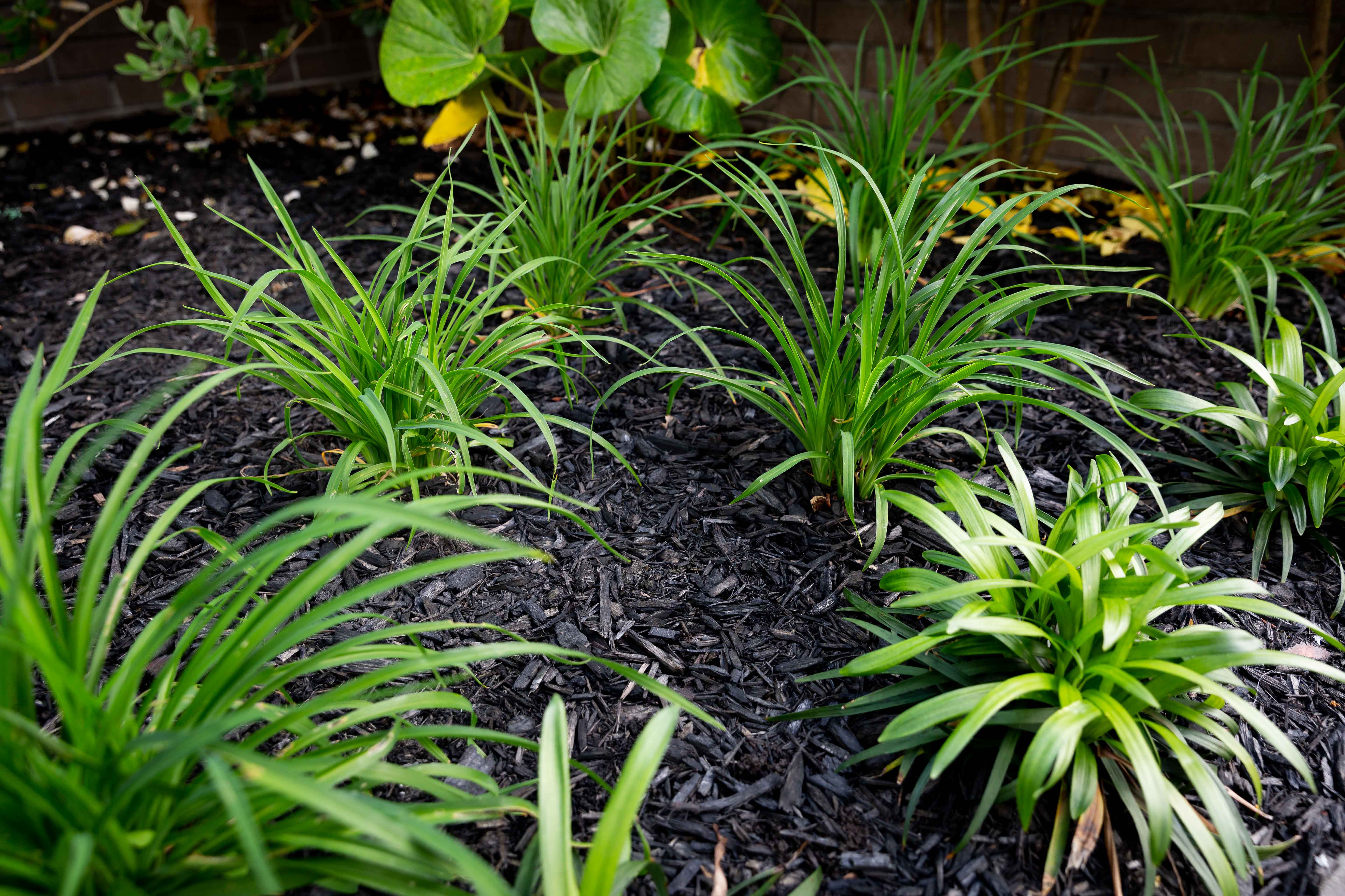 Why mulch matters: How to keep your garden hydrated this summer ...
