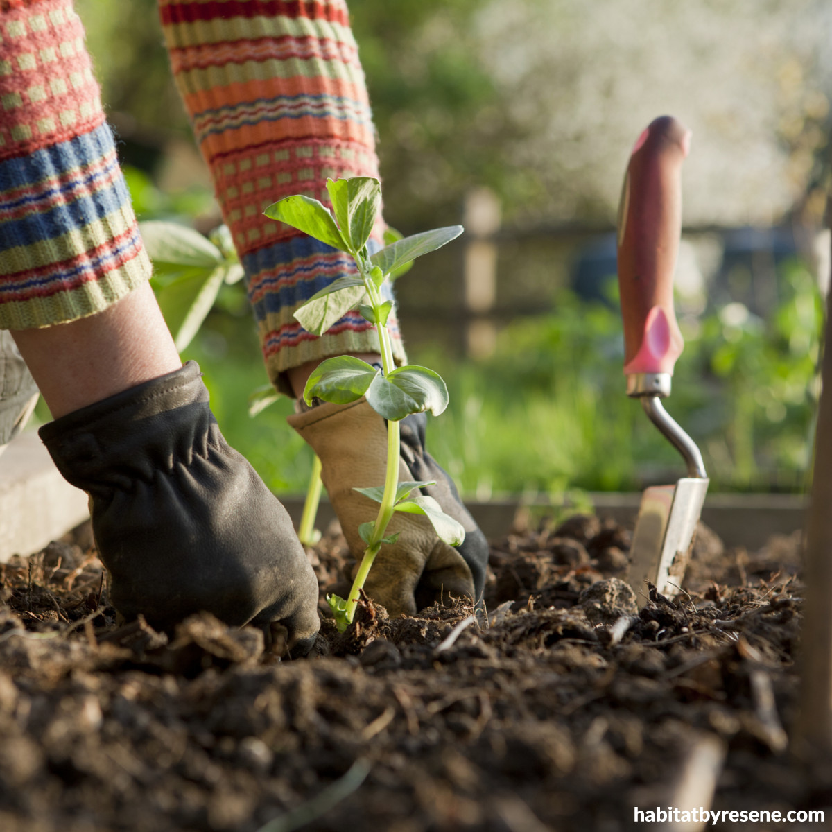 Make your vegetable garden thrive with these organic must-haves ...