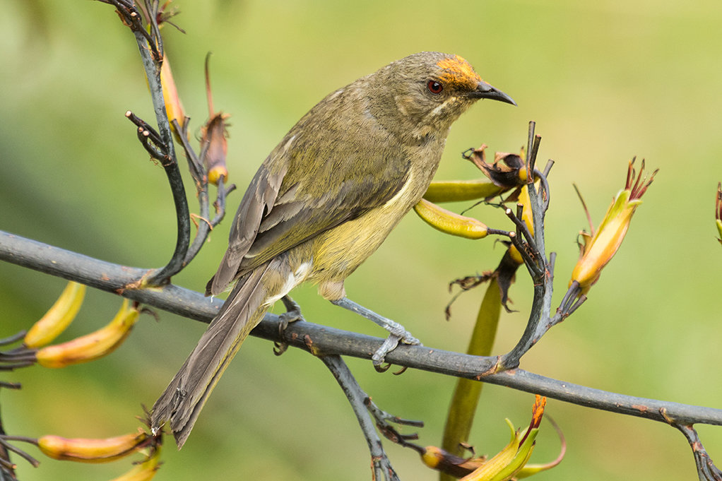 The 2020 Bird of the Year competition is open | Habitat by Resene